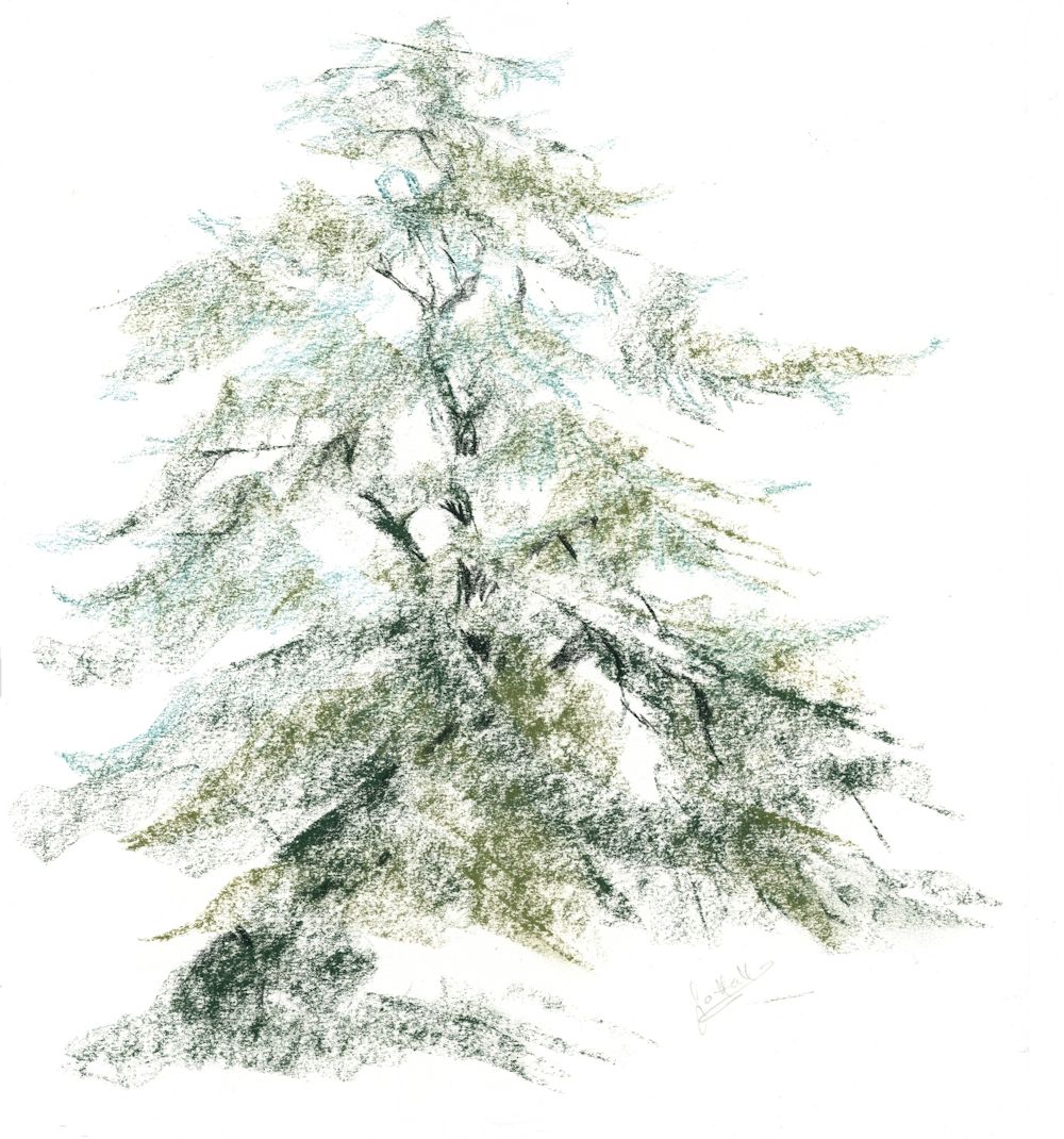 Drawing Trees Week 1: The Whole Tree | Jo Hall
