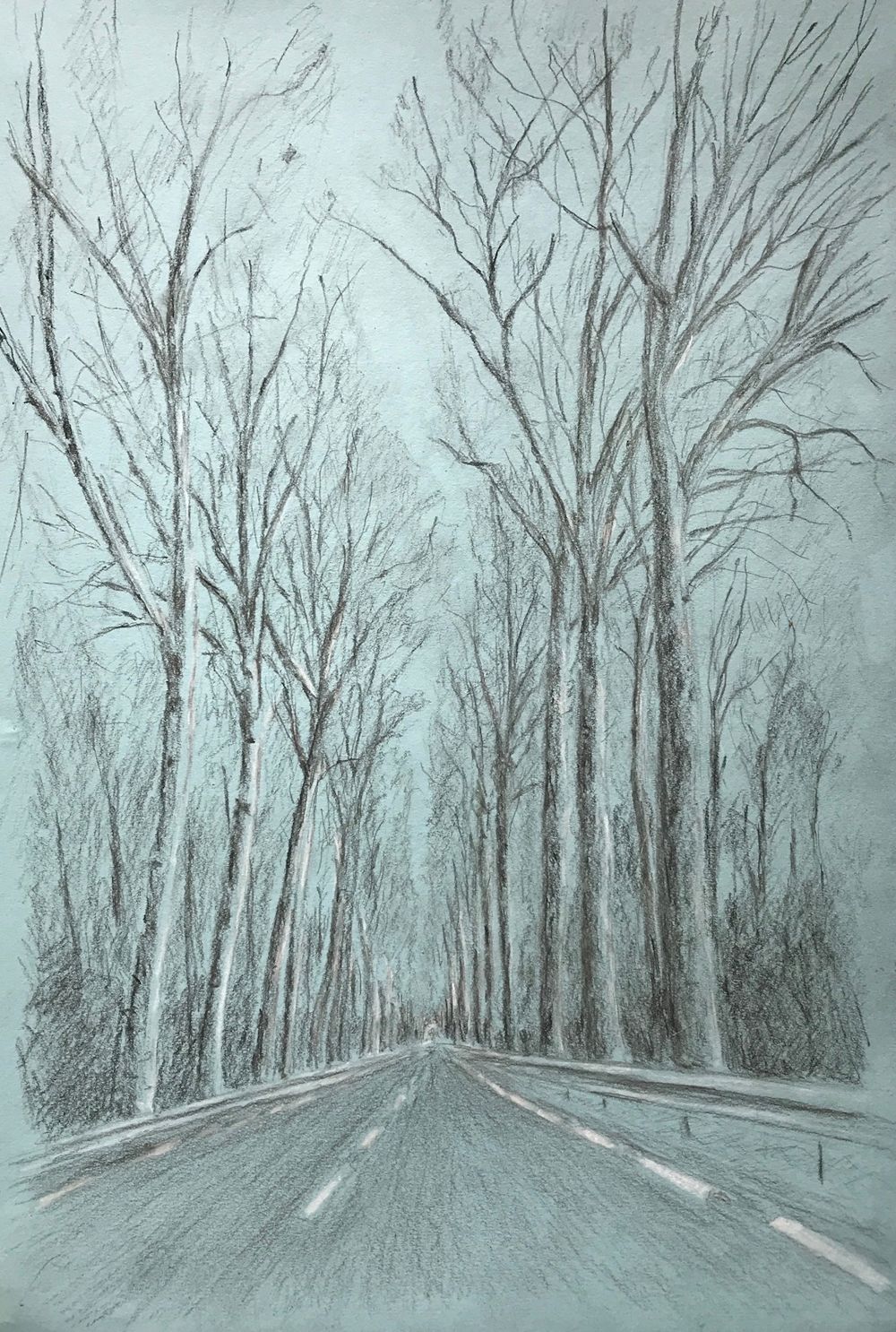 Drawing Trees Week 1: The Whole Tree | Jo Hall