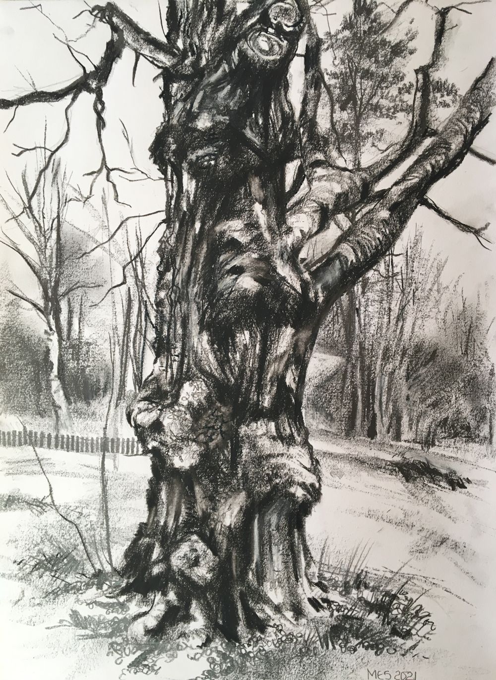 Drawing Trees Week 1: The Whole Tree | Jo Hall