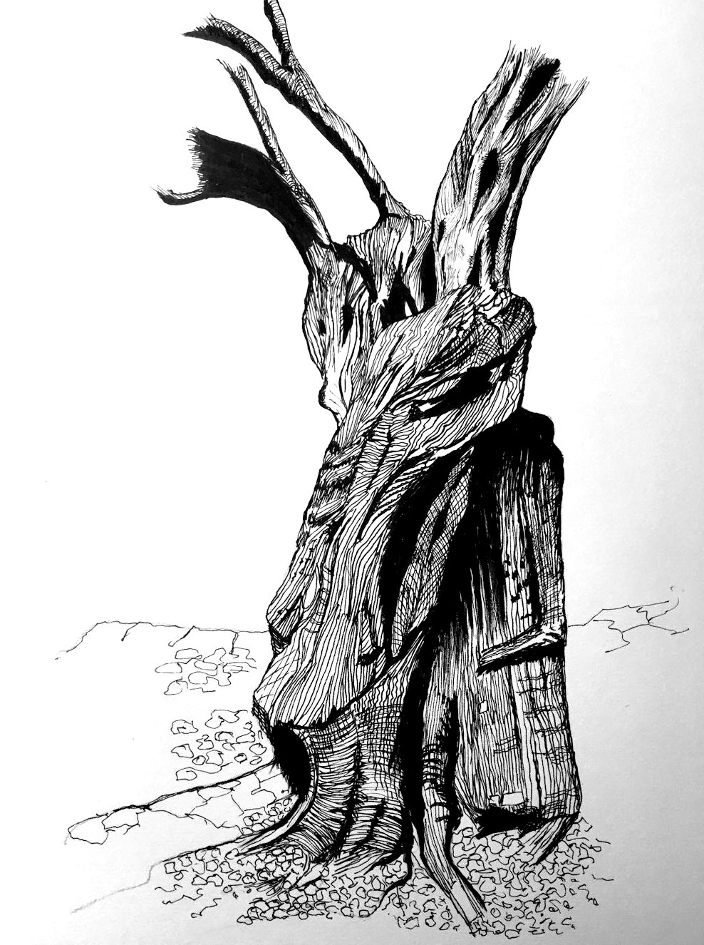 Drawing Trees Week 2: Scars, Bark and Branching | Jo Hall