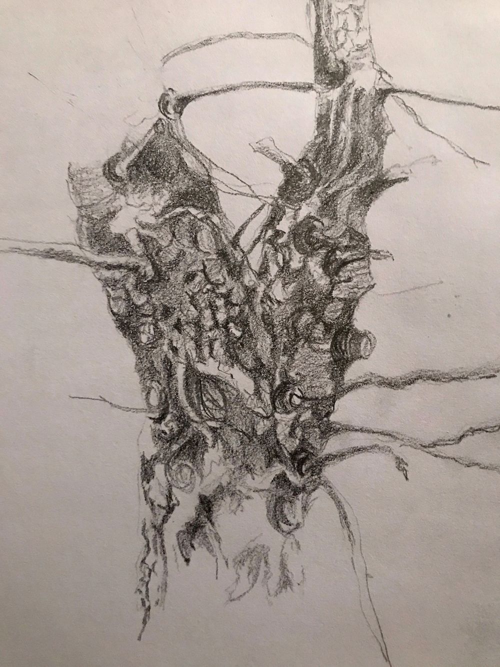 Drawing Trees Week 2: Scars, Bark and Branching | Jo Hall