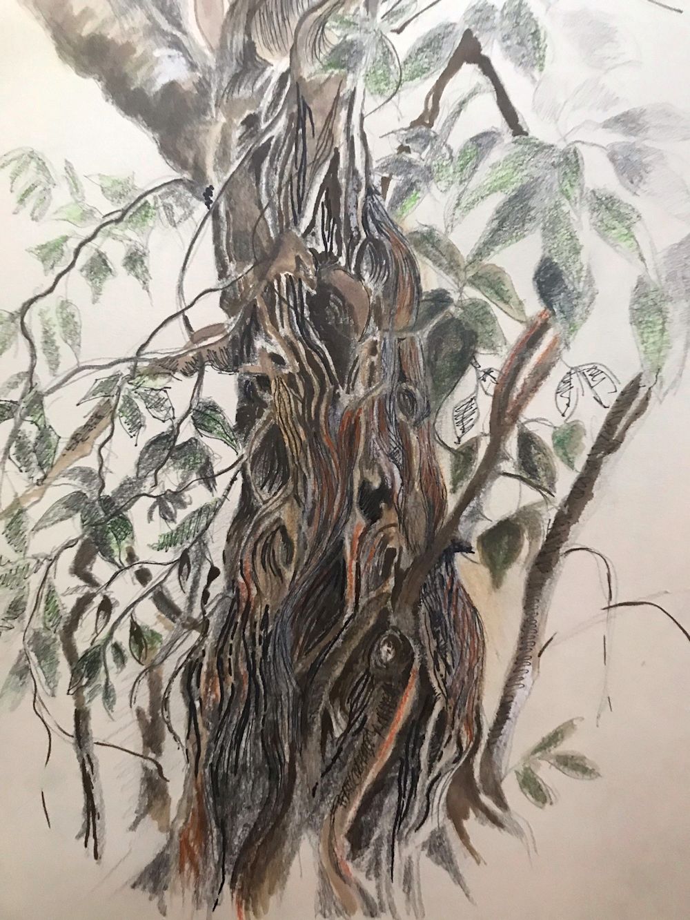 Drawing Trees Week 2: Scars, Bark and Branching | Jo Hall