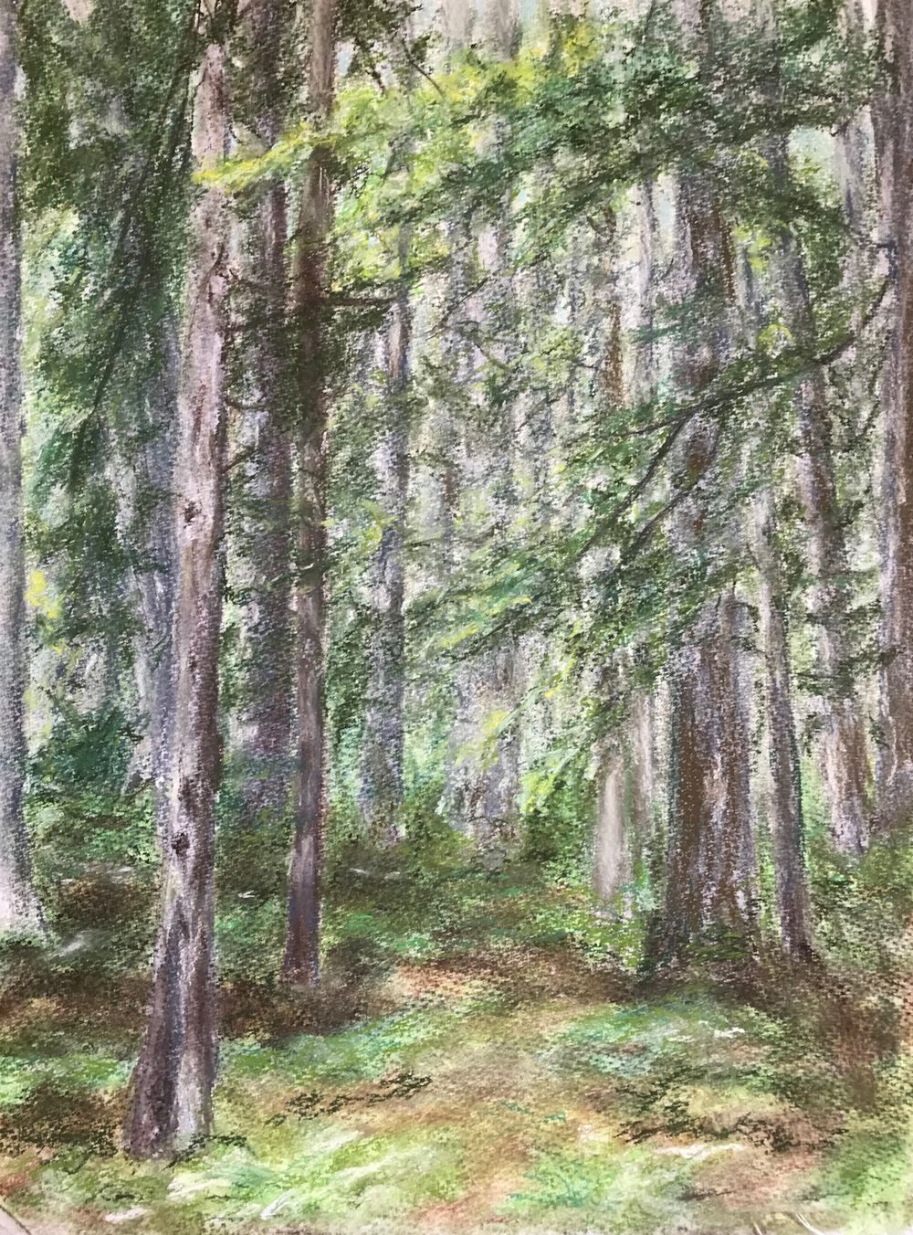 Drawing Trees Week 4: Woodlands | Jo Hall