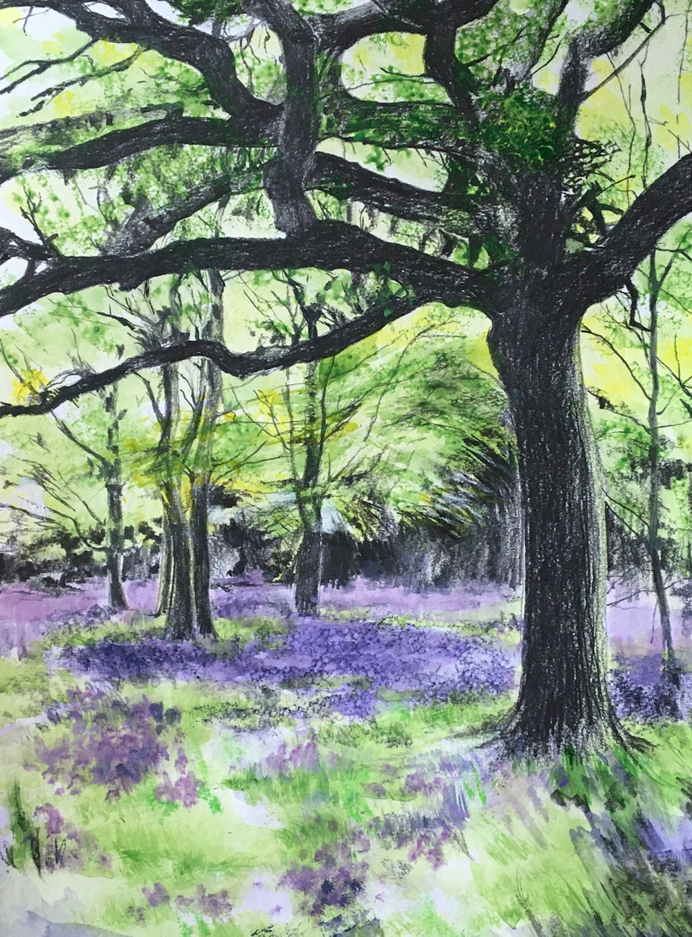 Drawing Trees Week 4: Woodlands | Jo Hall